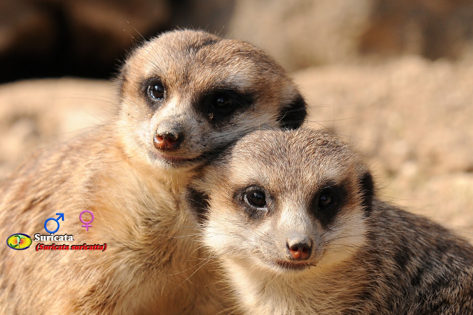 Zoologia: Suricata (Suricata suricatta)